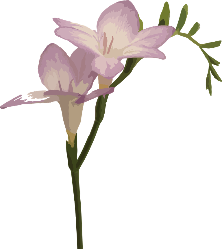 free art obiect drawing flower bontanica... | Magipik Free Vector