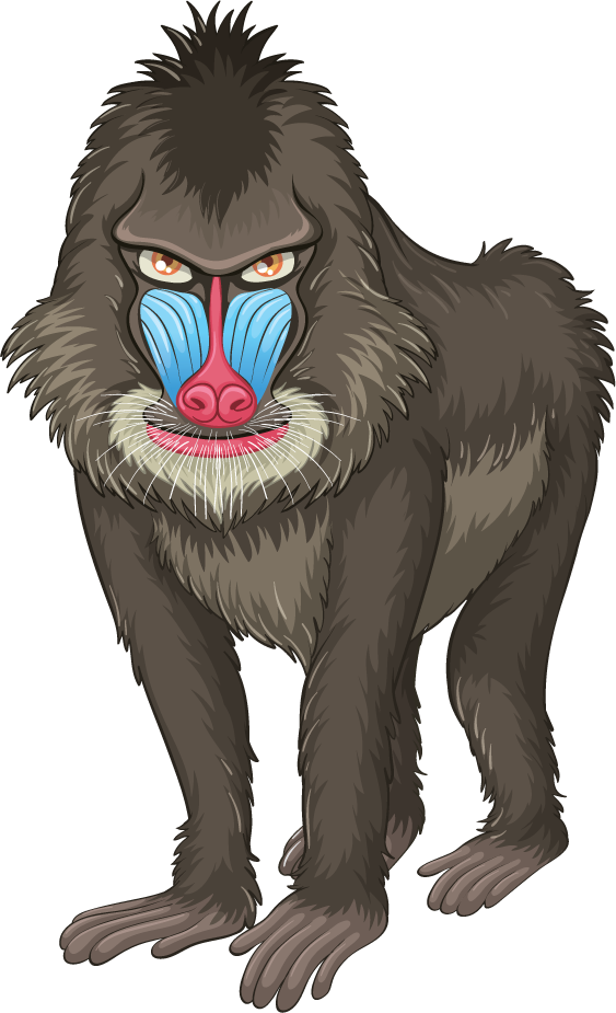 free baboons isolated picture wild anima... | Magipik Free Vector