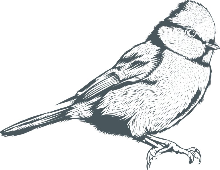 free bird drawing pencil line art realistic vector 436232