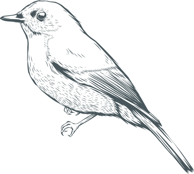 free bird drawing pencil line art realistic vector 13725