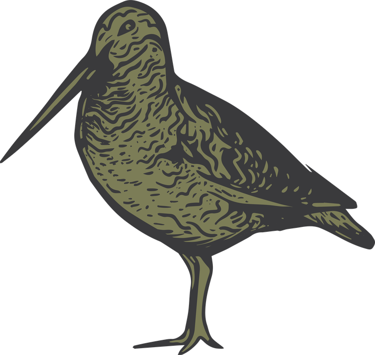 free bird set of snipe hand drawing file... | Magipik Free Vector