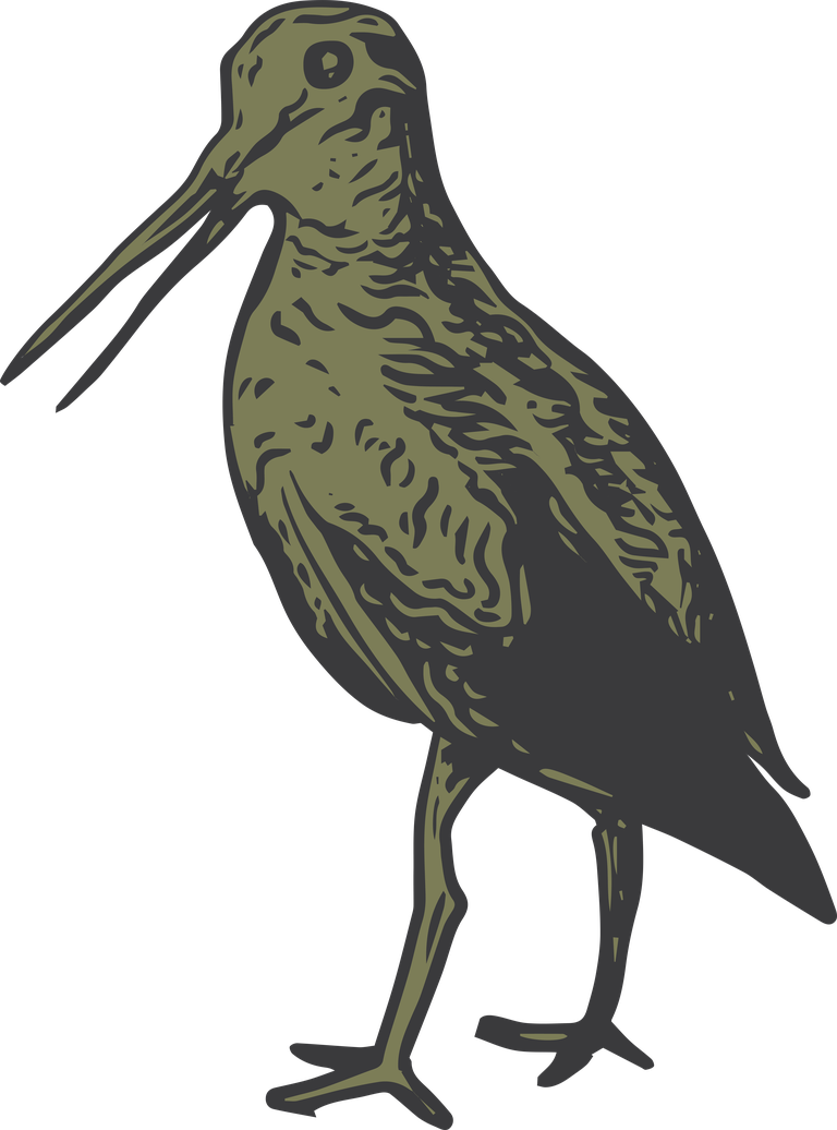 free bird set of snipe hand drawing file vector 87083