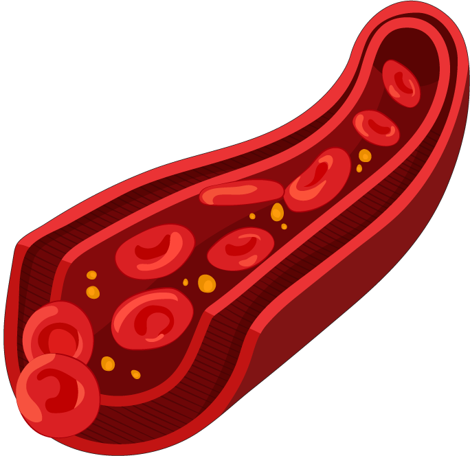 free blood vessel medical elements visce... | Magipik Free Vector