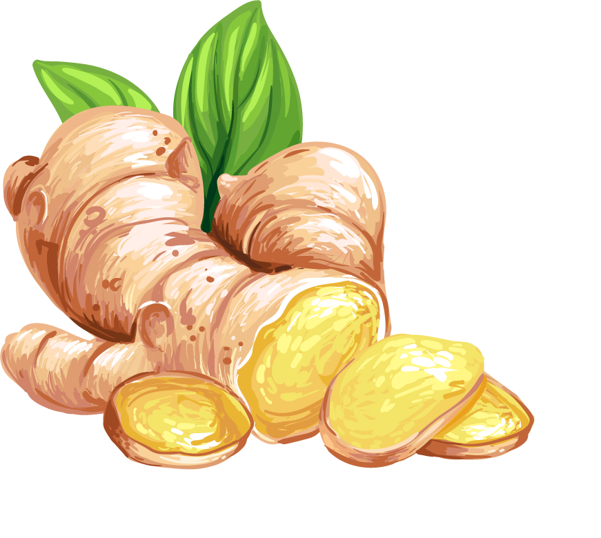 free ginger set illustration fresh ginge... | Magipik Free Vector