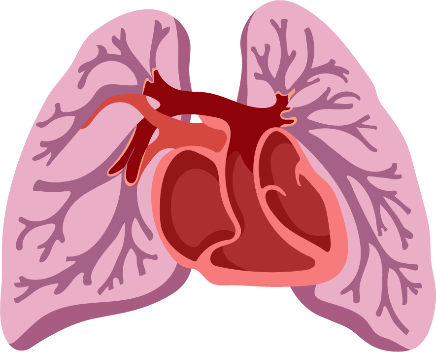 free heart and lung medical elements viscera vector 780517