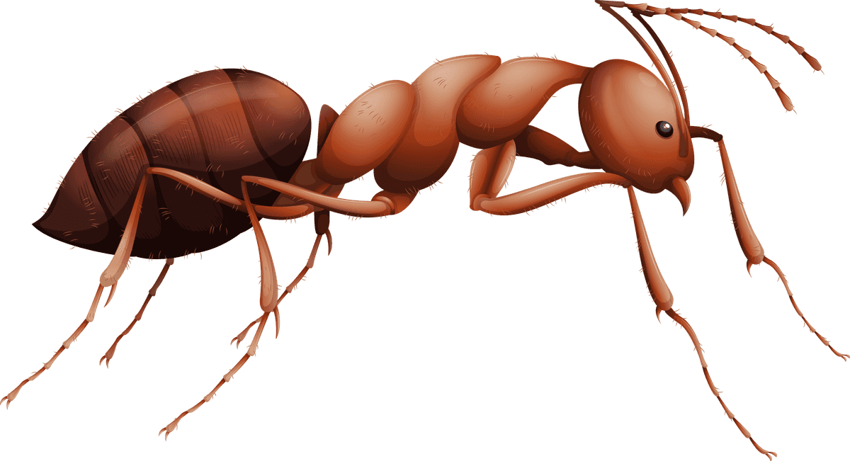 free insect illustration of the differen... | Magipik Free Vector