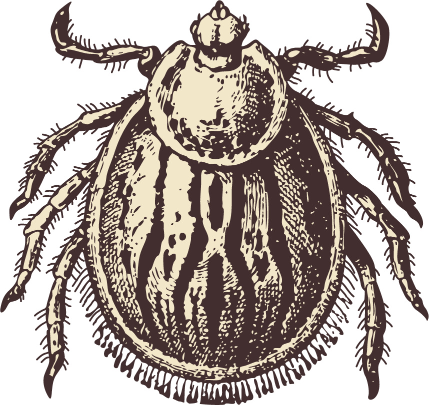 free insects drawing handpainted animals... | Magipik Free Vector