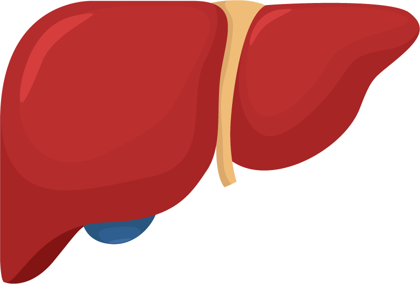 free liver viscera medicine elements organs vector 742568