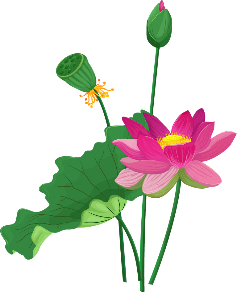 lotus flower icons colorful classical representation for nature ...