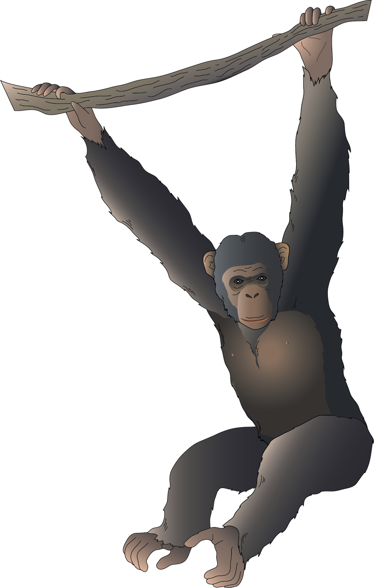 free monkey animal models and silhouette... | Magipik Free Vector
