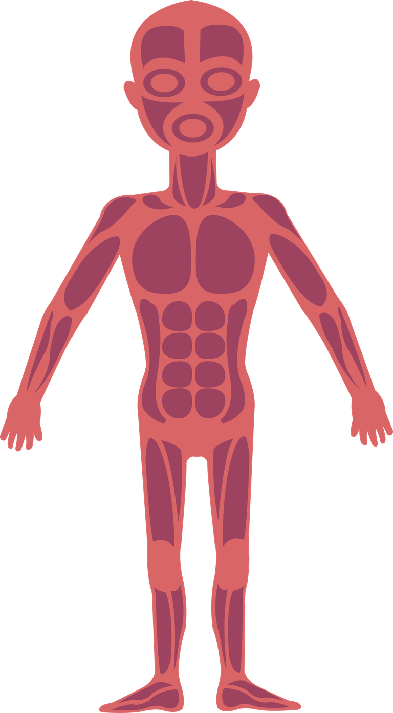 free muscular system biology background ... | Magipik Free Vector