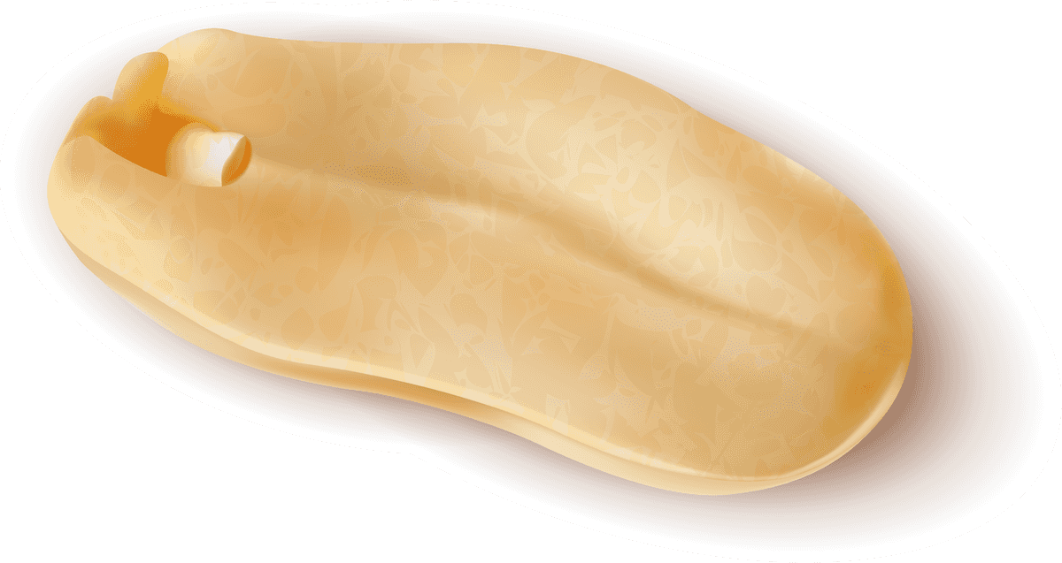 free peanut realistic peanut transparent set vector 55264