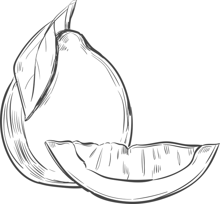 free pencil drawing fruit monochrome exotic vector 210342