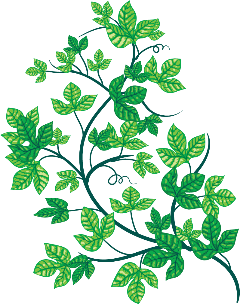 free poison ivy plant great for medical vector 40523