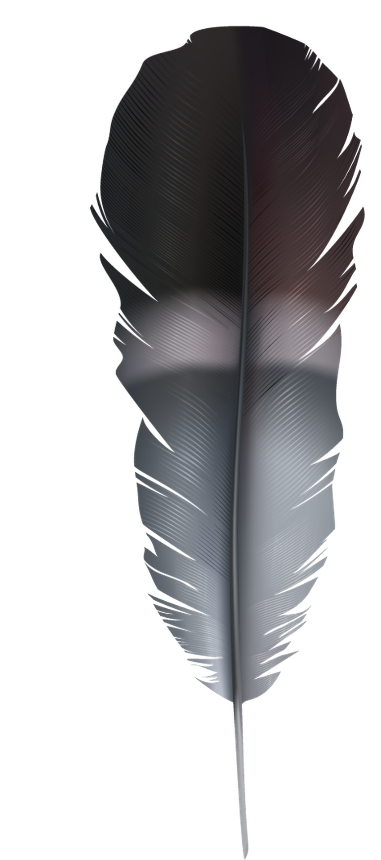 free Detailed colorful realistic feather... | Magipik Free Vector