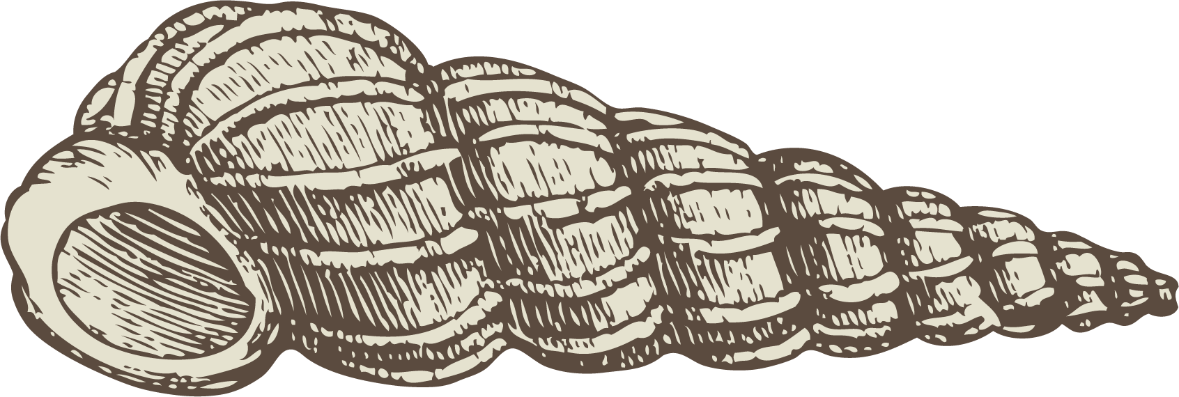 free sea snail drawing handpainted animals vector 348018