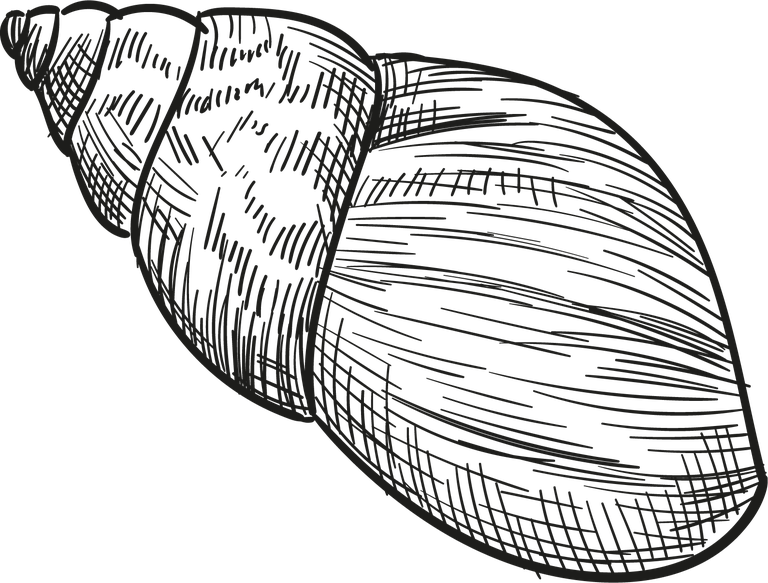 free sea snails hand drawing nautical vector 139448