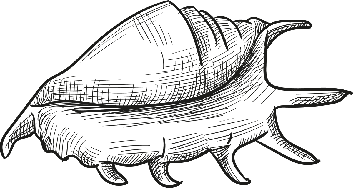 free sea snails hand drawing nautical vector 363838