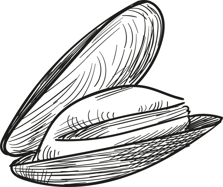 free sea snails hand drawing nautical vector 410557