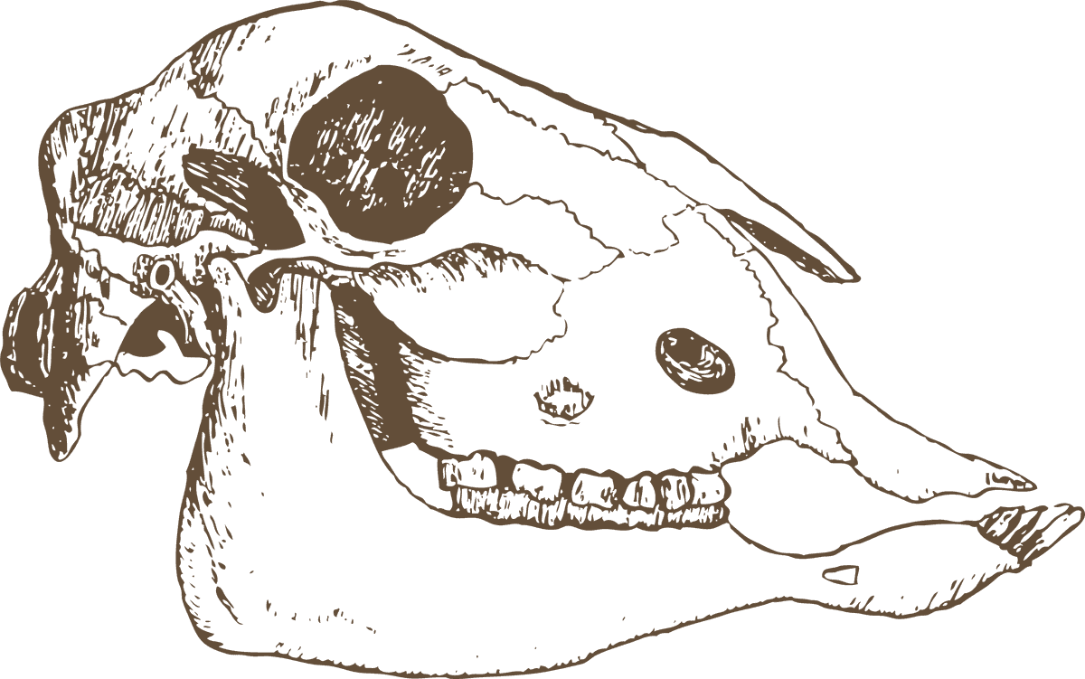 skull bones vintage sheep illustrations capturing the essence of rustic ...