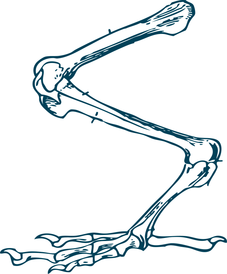 free turtle fossil bones turtle anatomy vector 653913