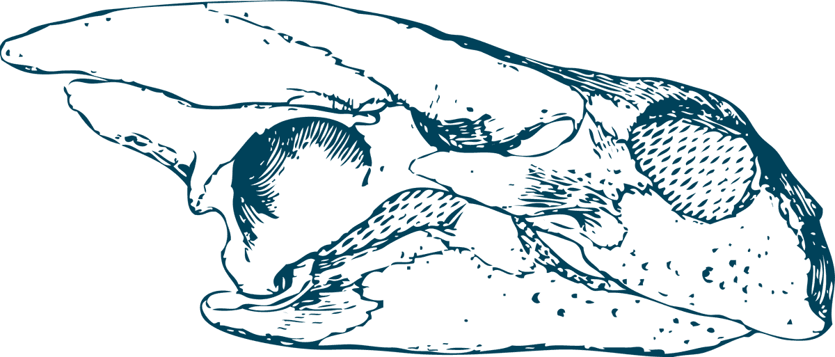 free turtle fossil bones turtle anatomy vector 348526