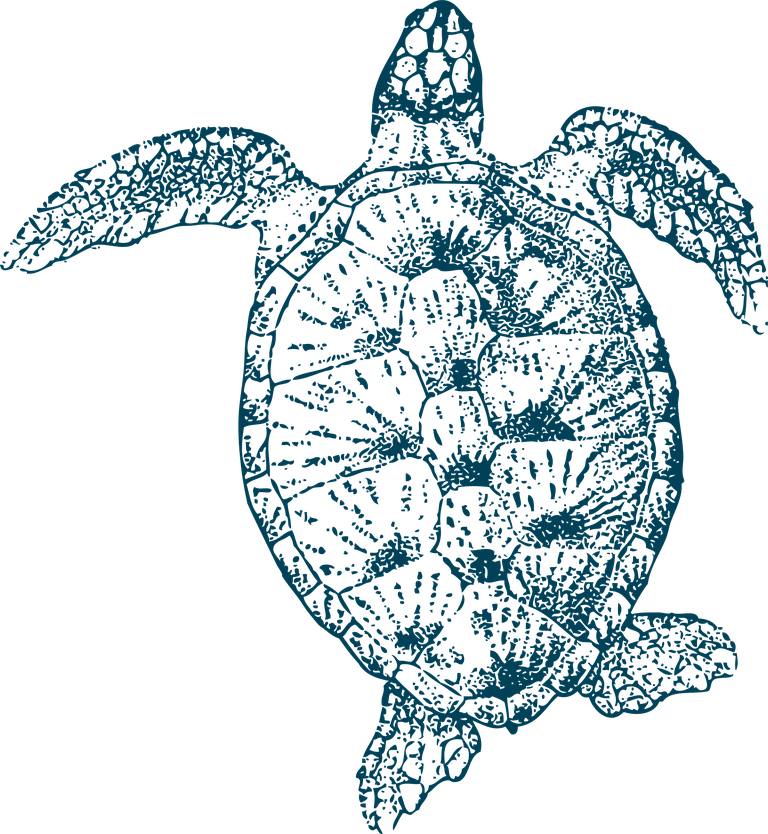 free turtle fossil bones turtle anatomy ... | Magipik Free Vector