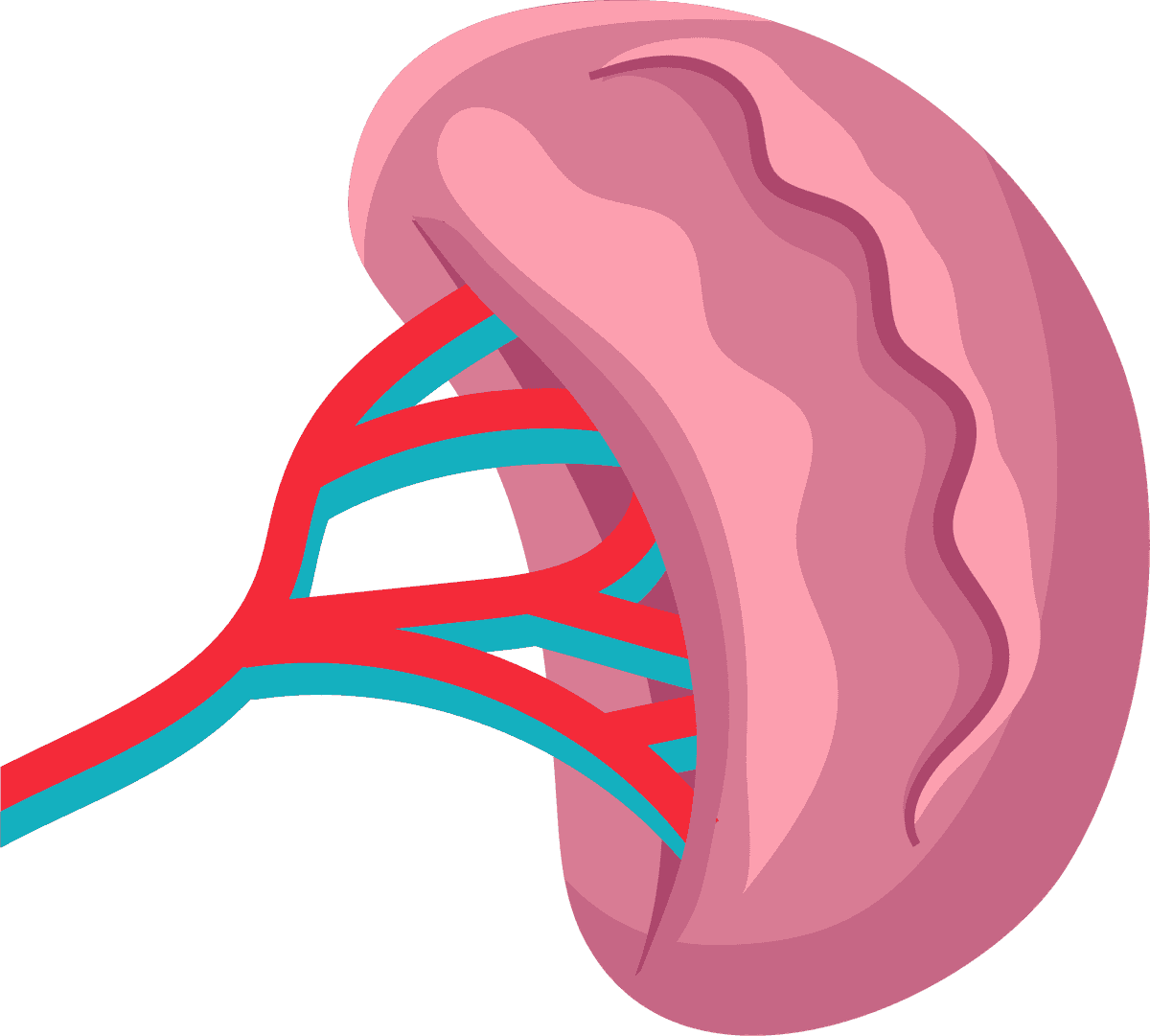 free viscera human organs flat icons set vector 296030