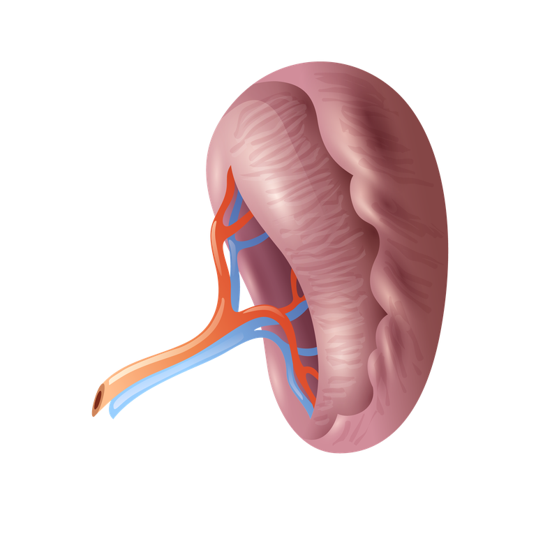 free viscera human organs set vector 579402
