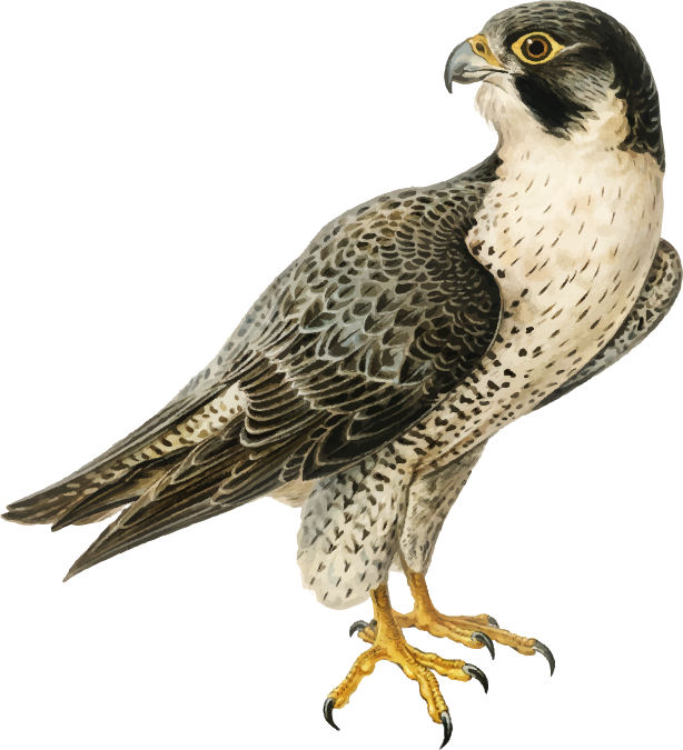 free young falcon mixed birds falcons hand vector 289546